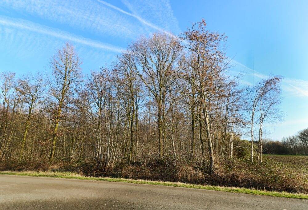 Bosgrond.nl - Maasbree, Limburg