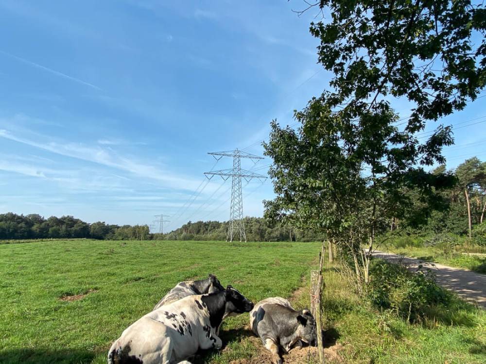 Bosgrond.nl - Maasbree, Limburg