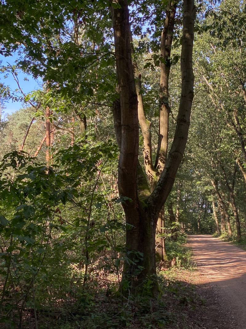 Bosgrond.nl - Maasbree, Limburg