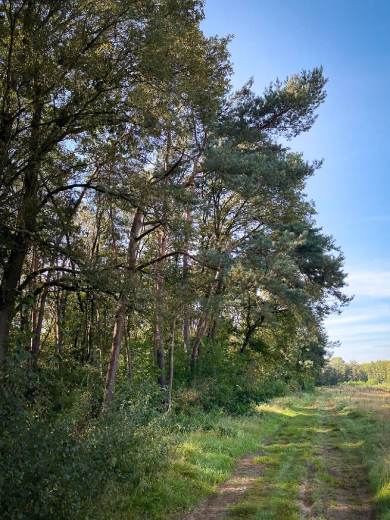 Bosgrond.nl - Maasbree, Limburg
