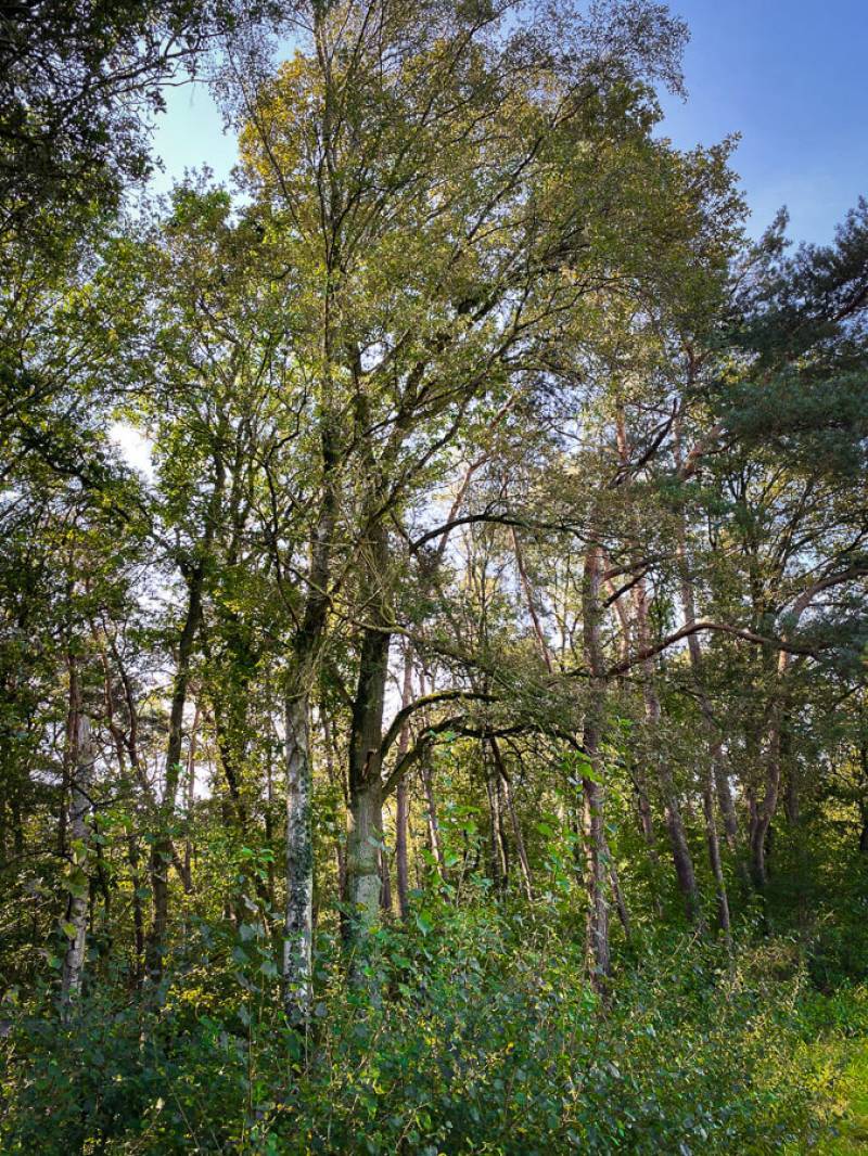 Bosgrond.nl - Maasbree, Limburg