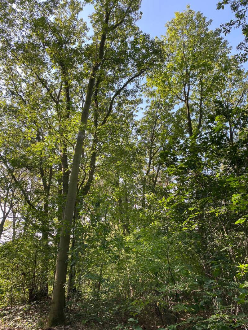 Bosgrond.nl - Maasbree, Limburg