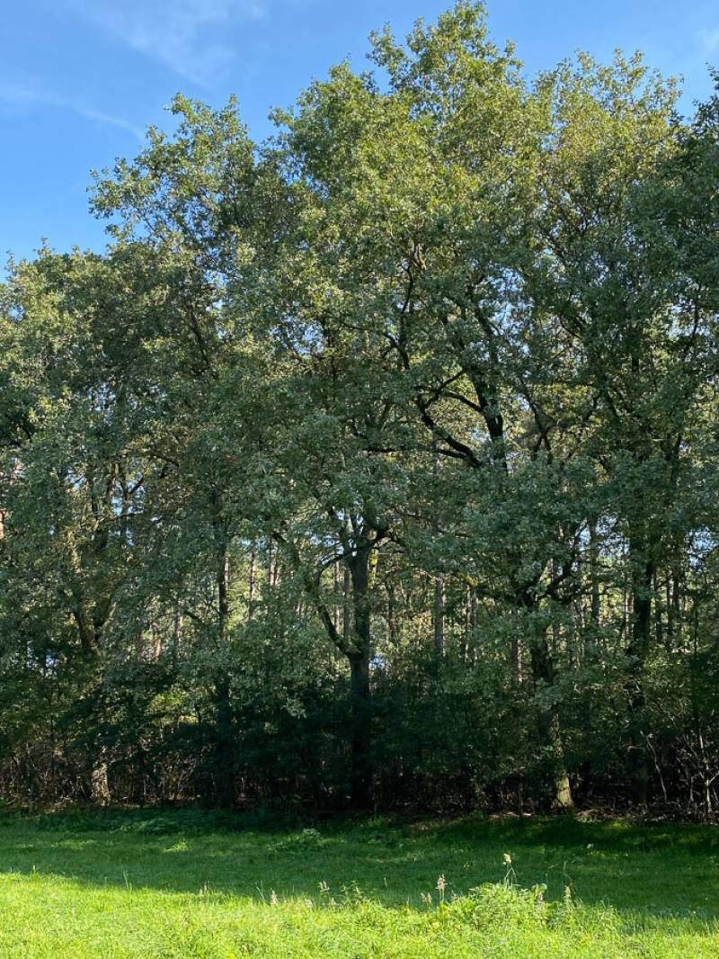 Bosgrond.nl - Maasbree, Limburg