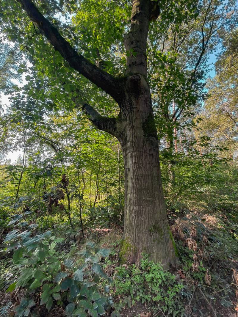 Bosgrond.nl - Maasbree, Limburg